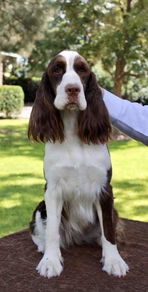 Hembras | ARGGOW Springer Spaniel